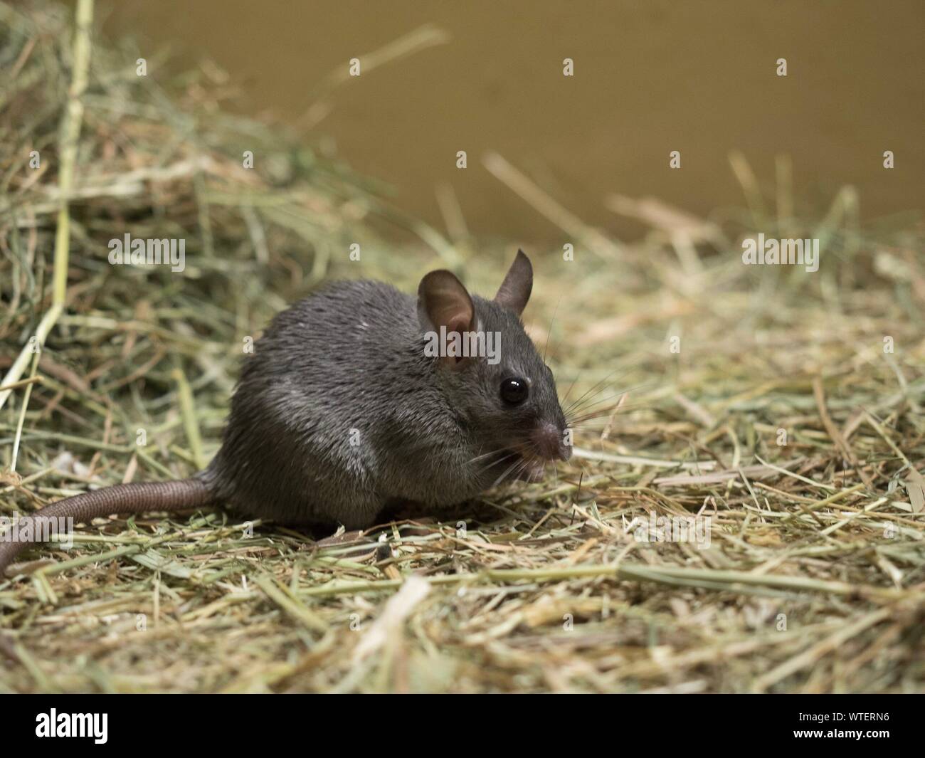 Focus on rat hi-res stock photography and images - Alamy