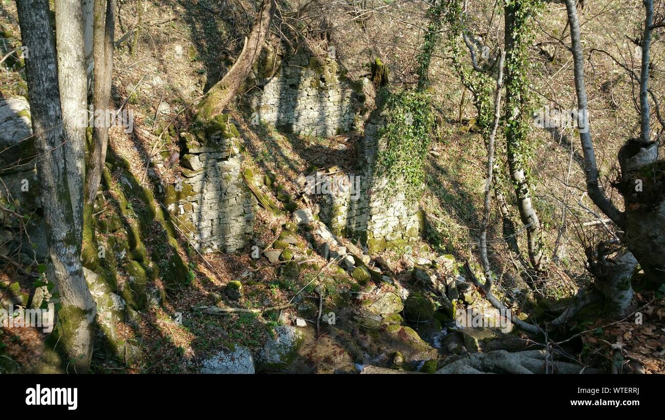 Ruin forest hi-res stock photography and images - Alamy