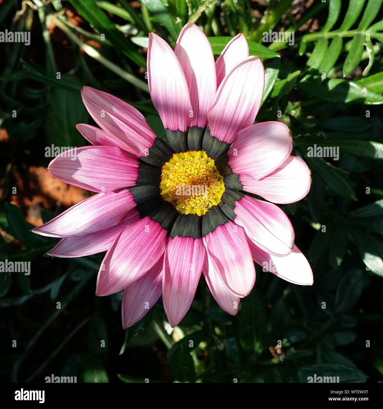 Gazania flower hi-res stock photography and images - Alamy