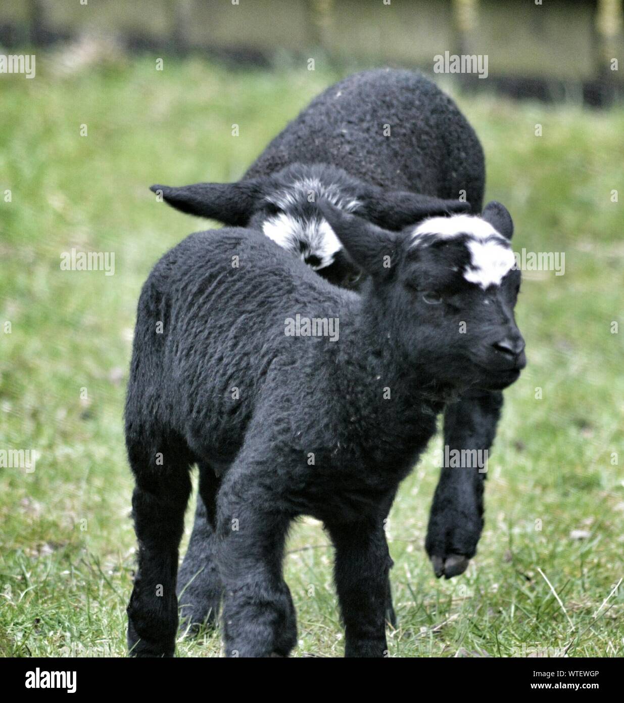 Black lambs hi-res stock photography and images - Alamy