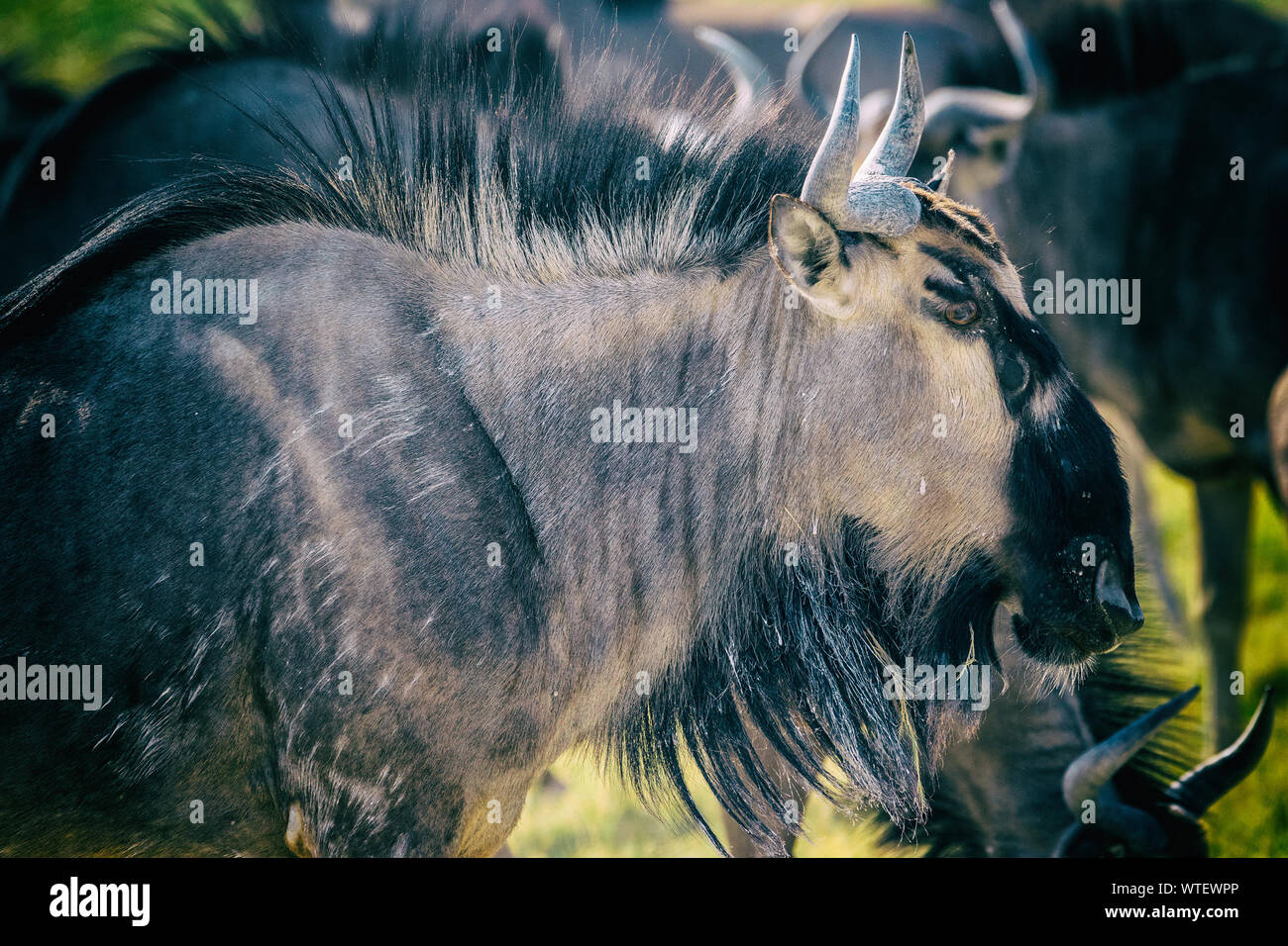 Wildebeest face hi-res stock photography and images - Alamy