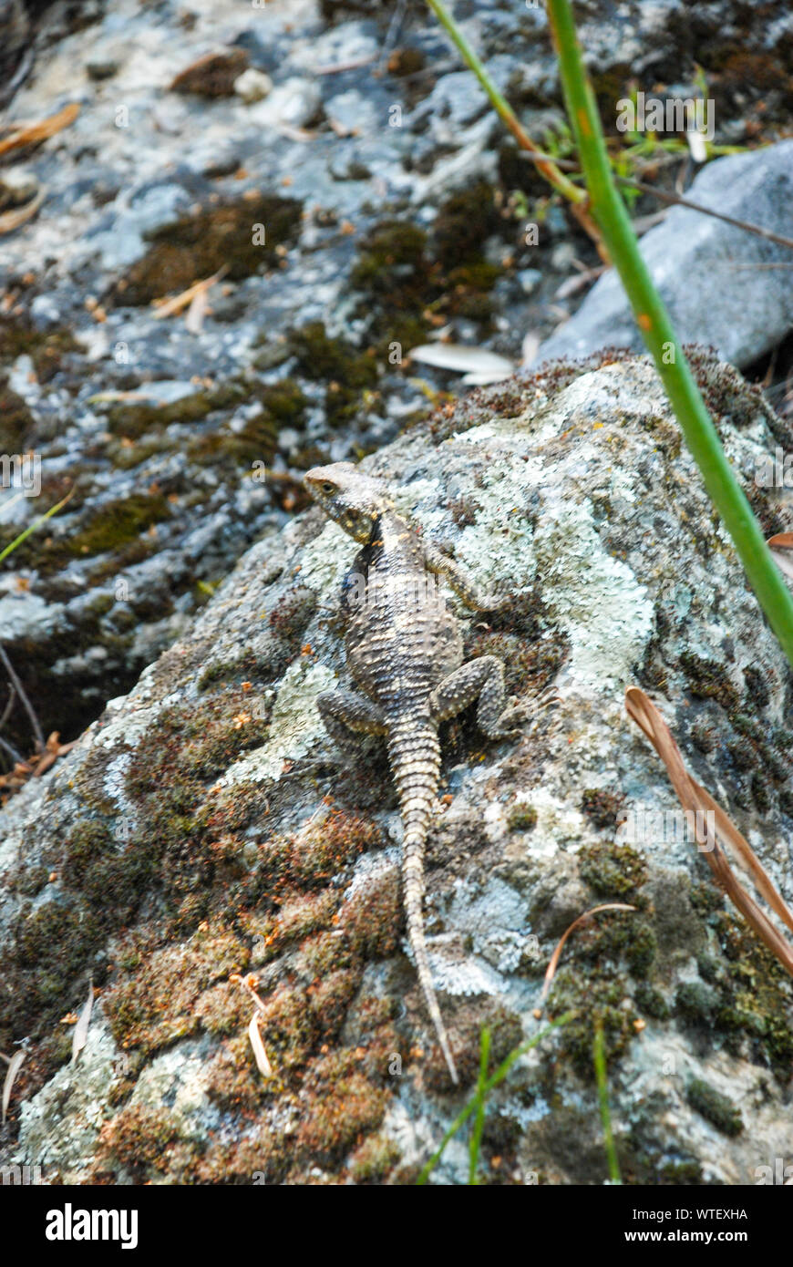 Watching lizard turkey hi-res stock photography and images - Alamy