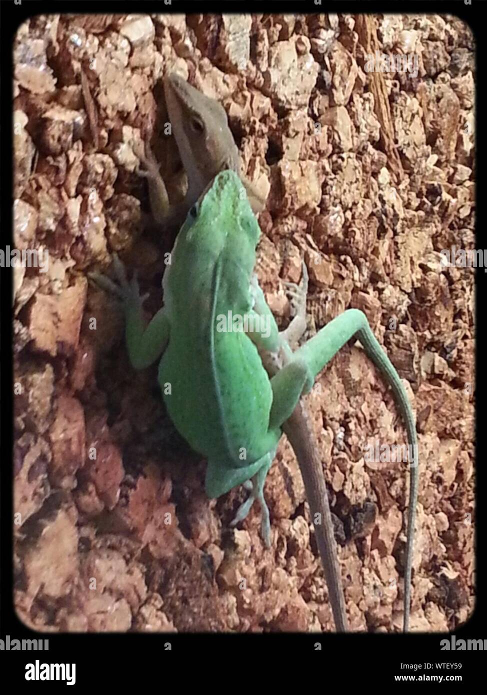 Mating Lizards High Resolution Stock Photography and Images - Alamy