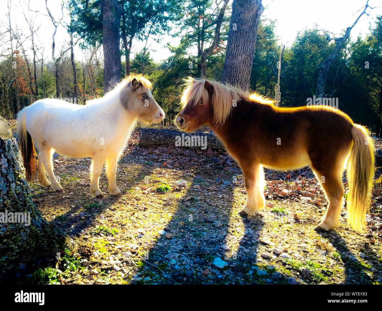 White pony horse standing tree hi-res stock photography and images - Alamy