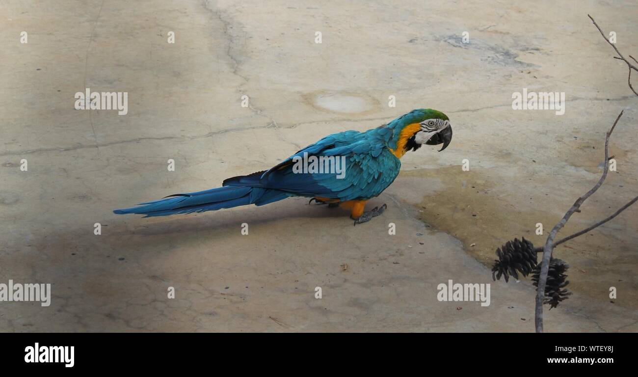 Side view macaw hi-res stock photography and images - Alamy