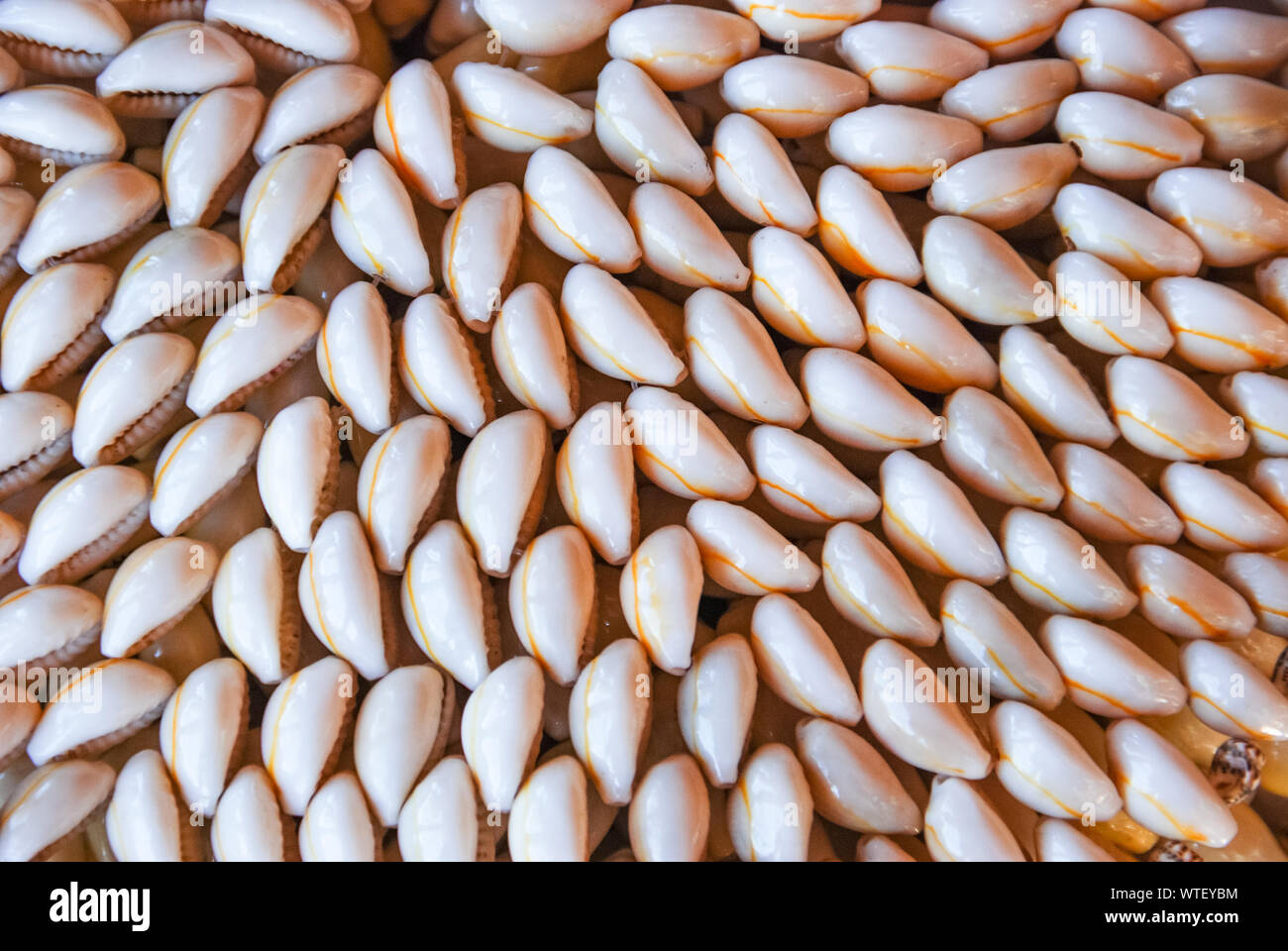 Cowrie shell money hi-res stock photography and images - Alamy