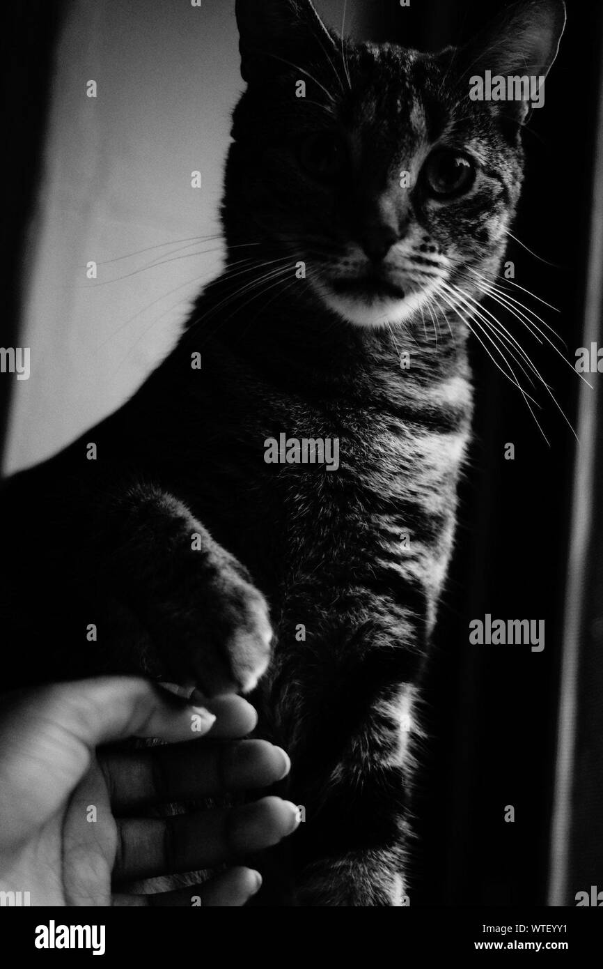 Human cat bonding hi-res stock photography and images - Alamy