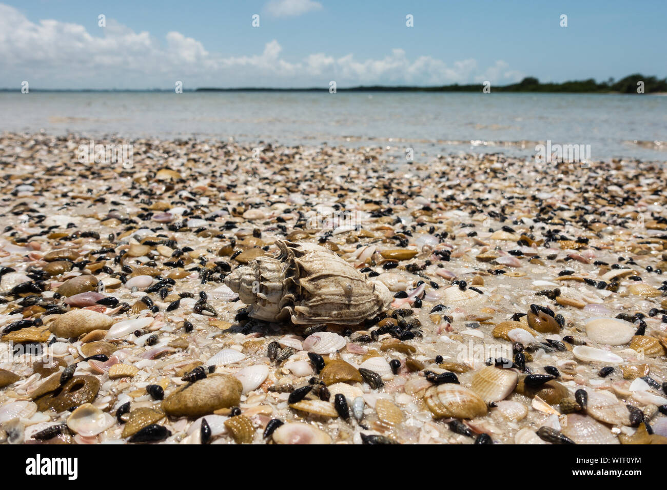 Causeway coast marine life hi-res stock photography and images - Alamy