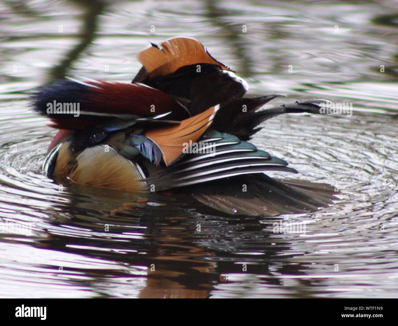 One diving duck hi-res stock photography and images - Alamy