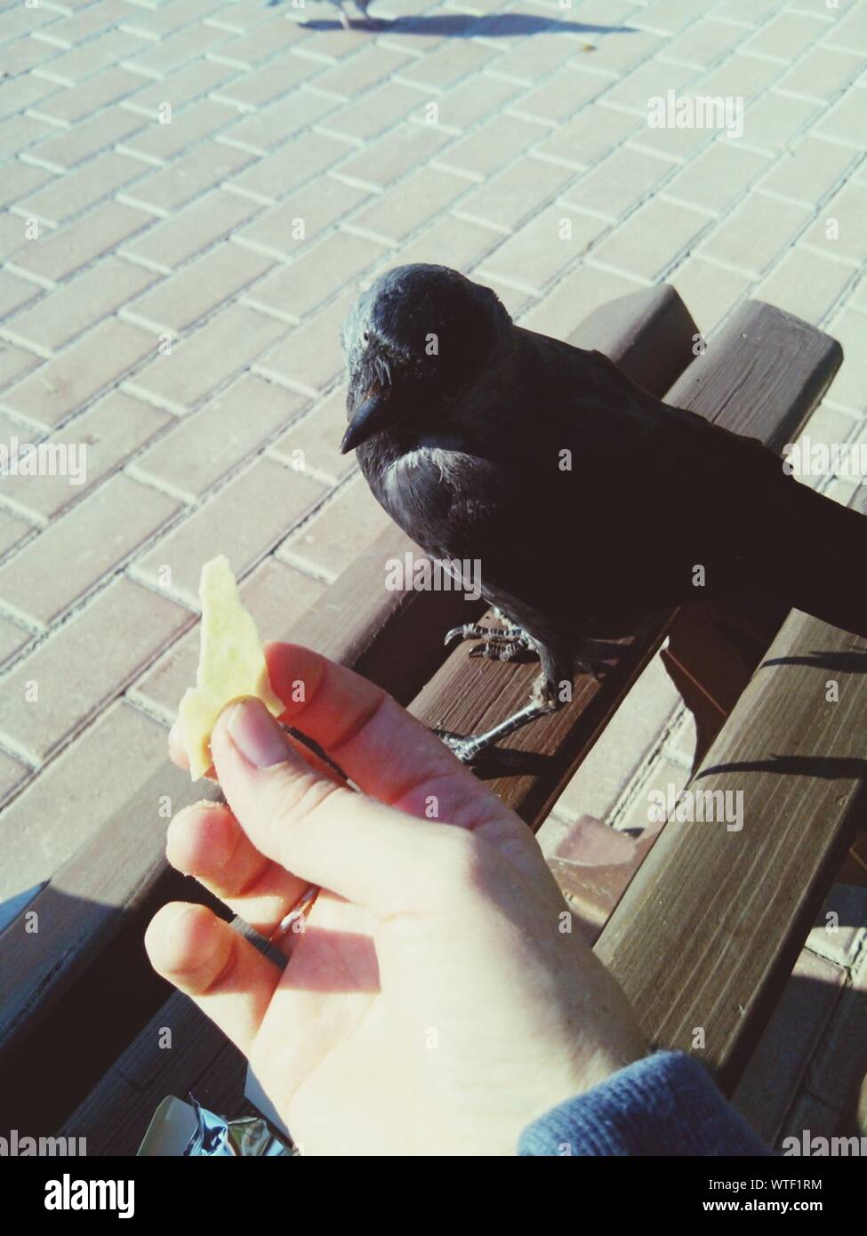 Raven bird image hi-res stock photography and images - Alamy