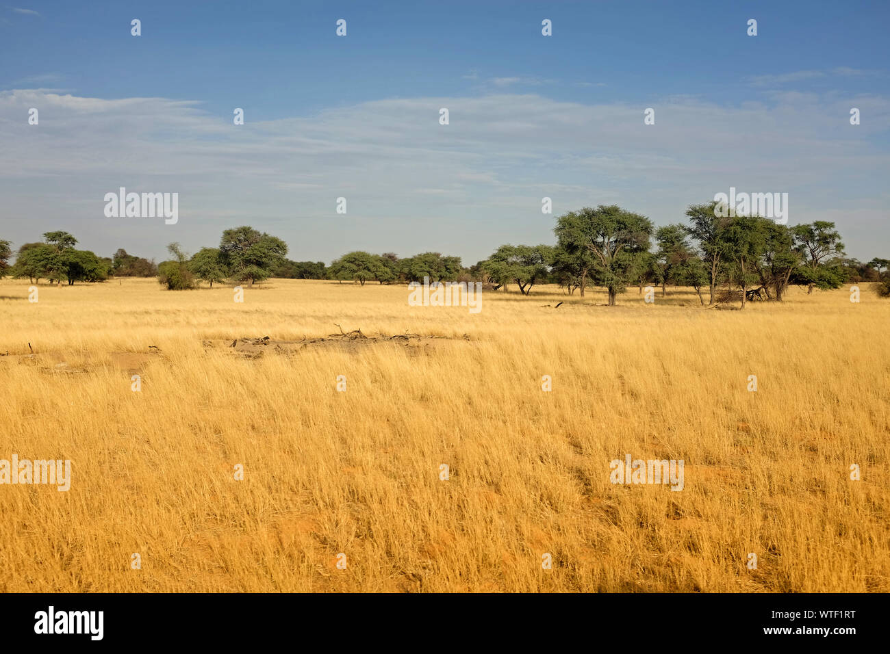 A view of the open grasslands of the Mopane savanna of south central ...