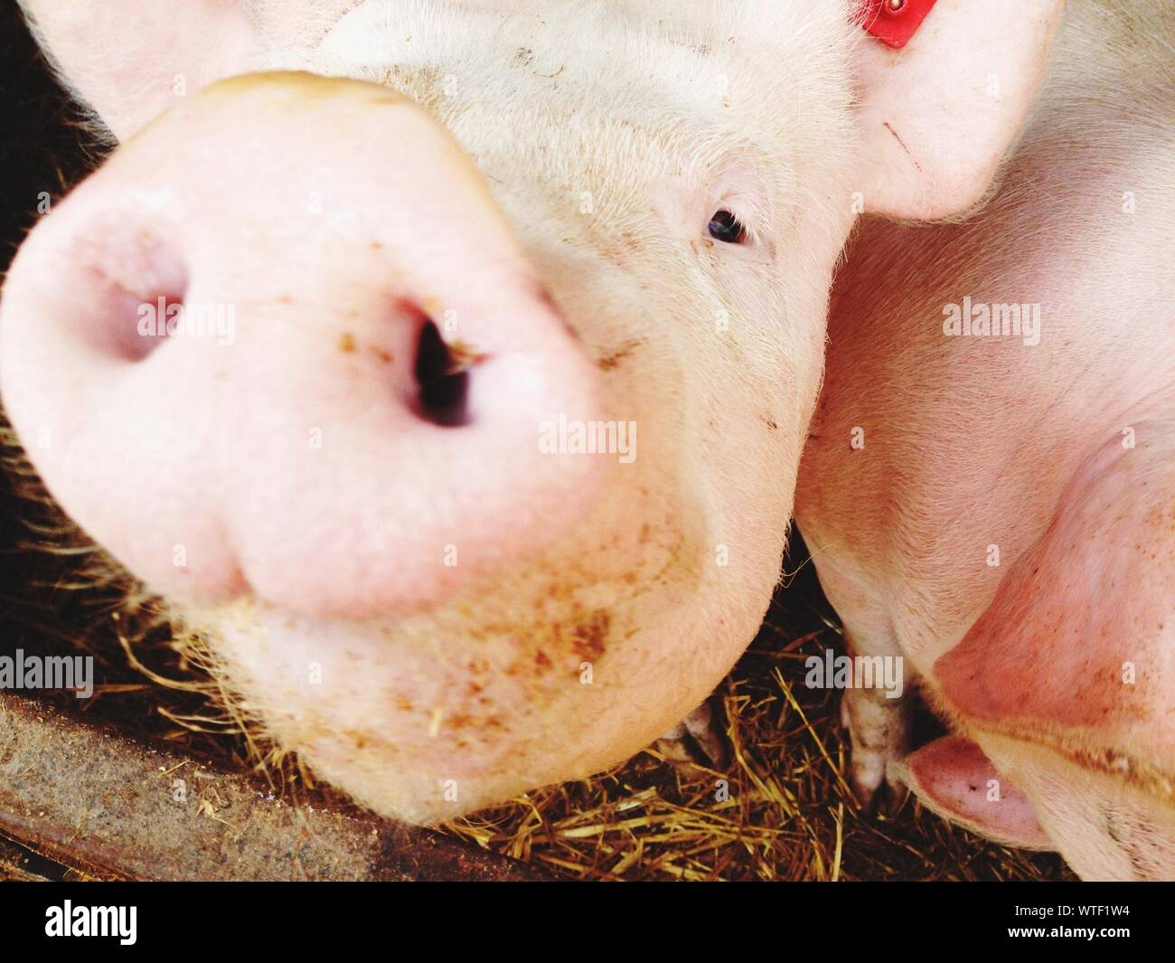 Close nose hi-res stock photography and images - Alamy