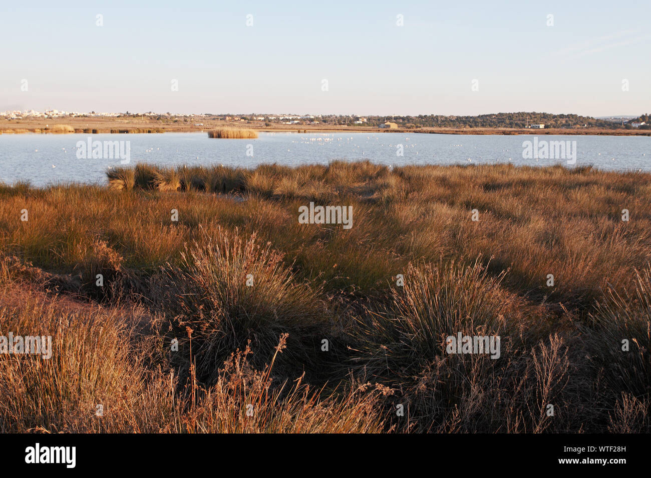 Pera marsh hi-res stock photography and images - Alamy
