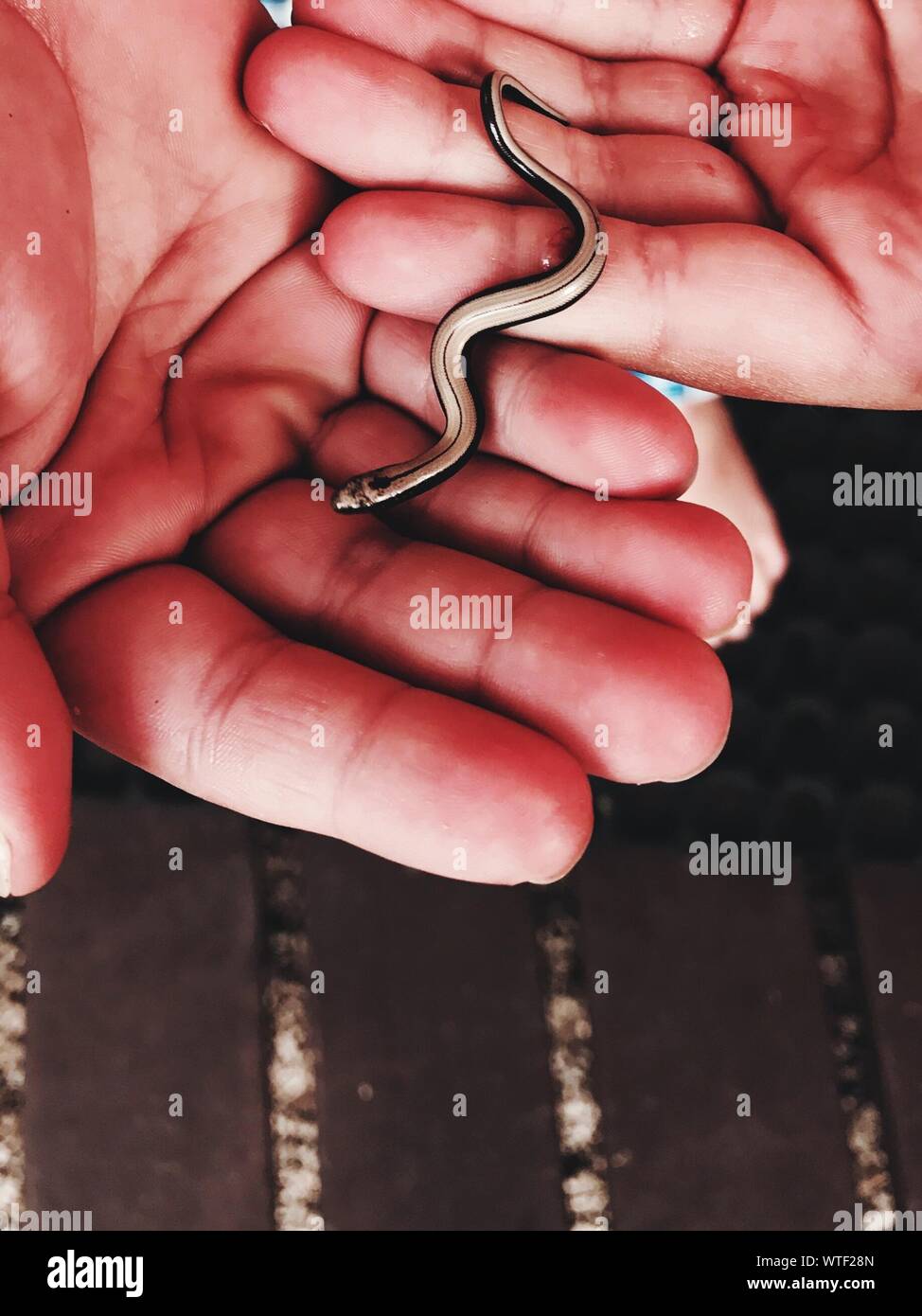 Close Up Holding Snake High Resolution Stock Photography and Images - Alamy