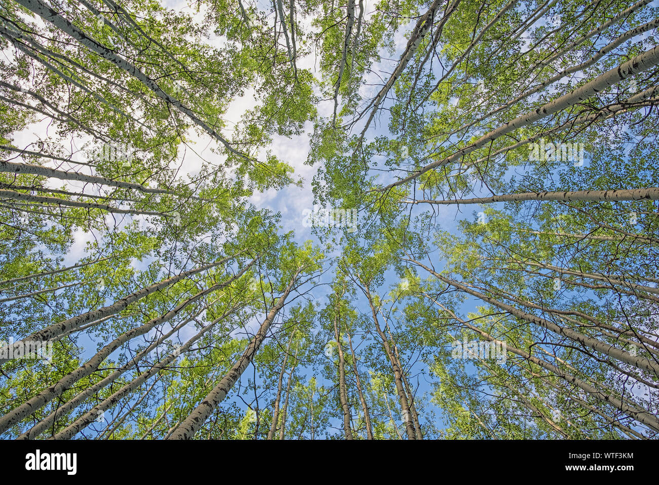 looking up at the canopy of an aspen forest Stock Photo - Alamy
