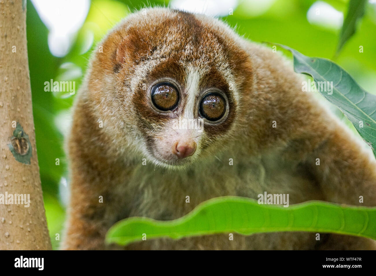 Slow Loris High Resolution Stock Photography and Images - Alamy