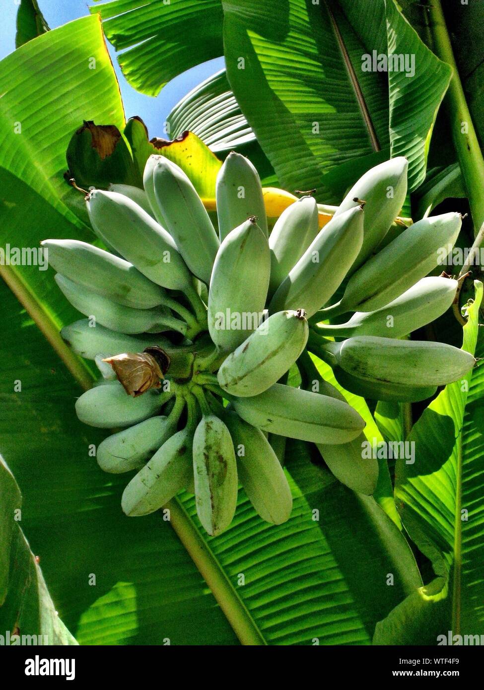 Season of bananas hi-res stock photography and images - Alamy