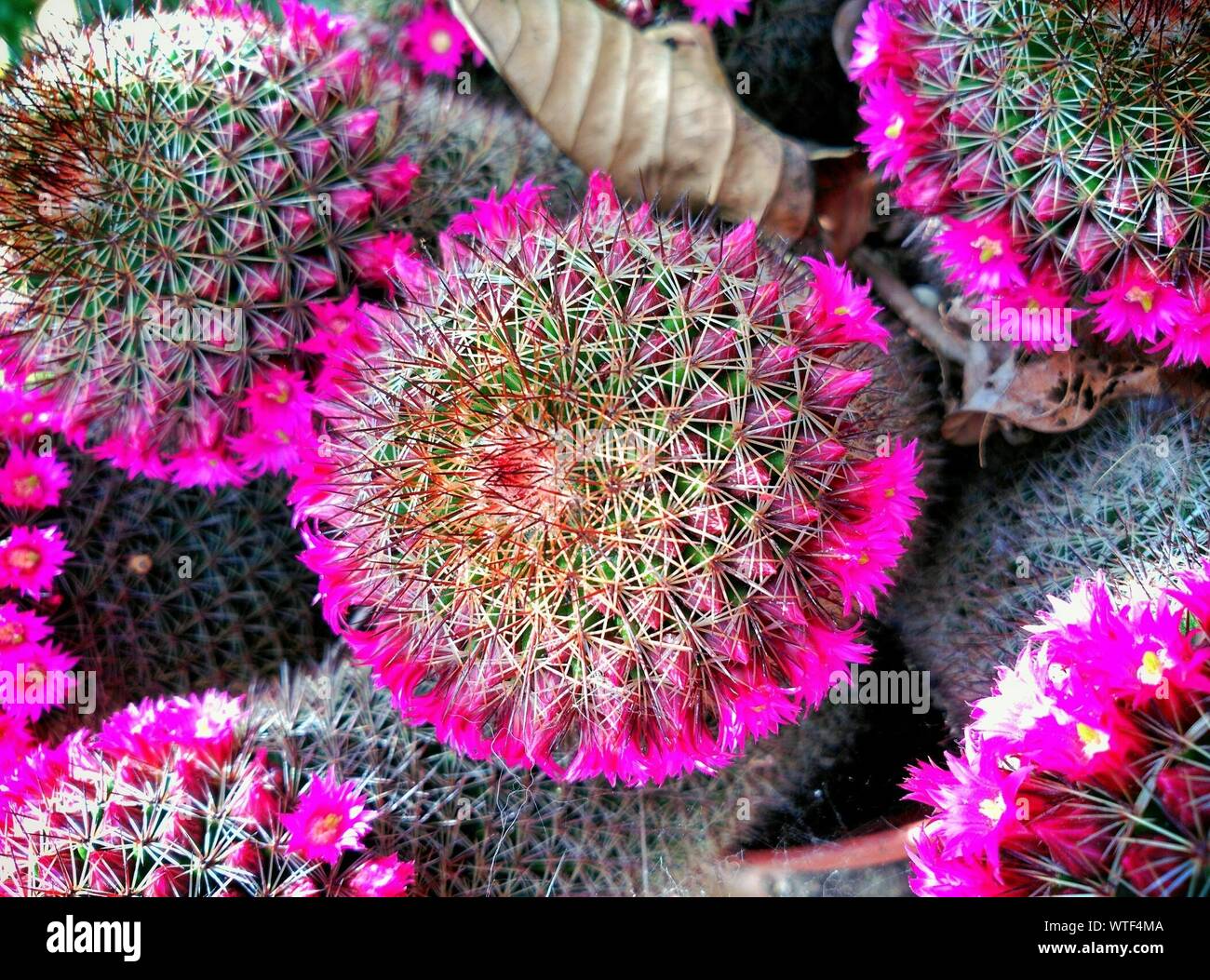 Pink Barrel Cactus High Resolution Stock Photography and Images - Alamy