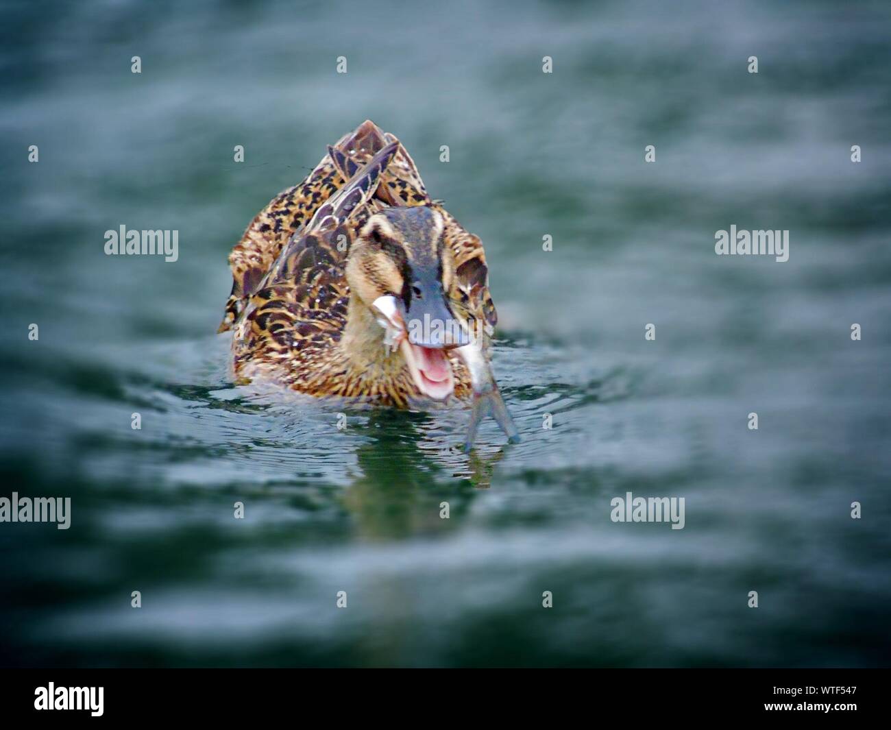 Dead wild duck hi-res stock photography and images - Alamy