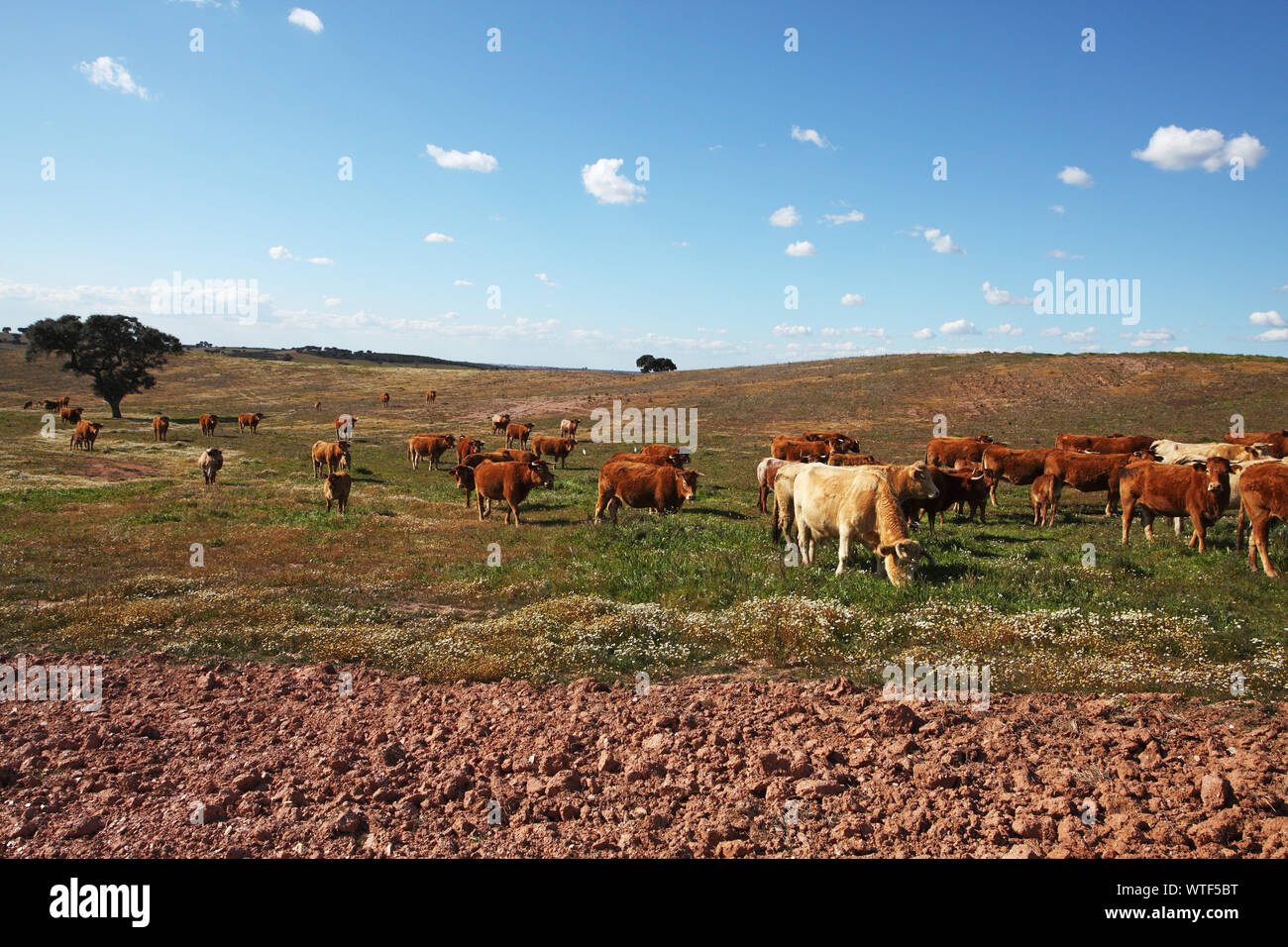 Cattle on the rolling plains of the Alentejo Region Southern Portugal ...
