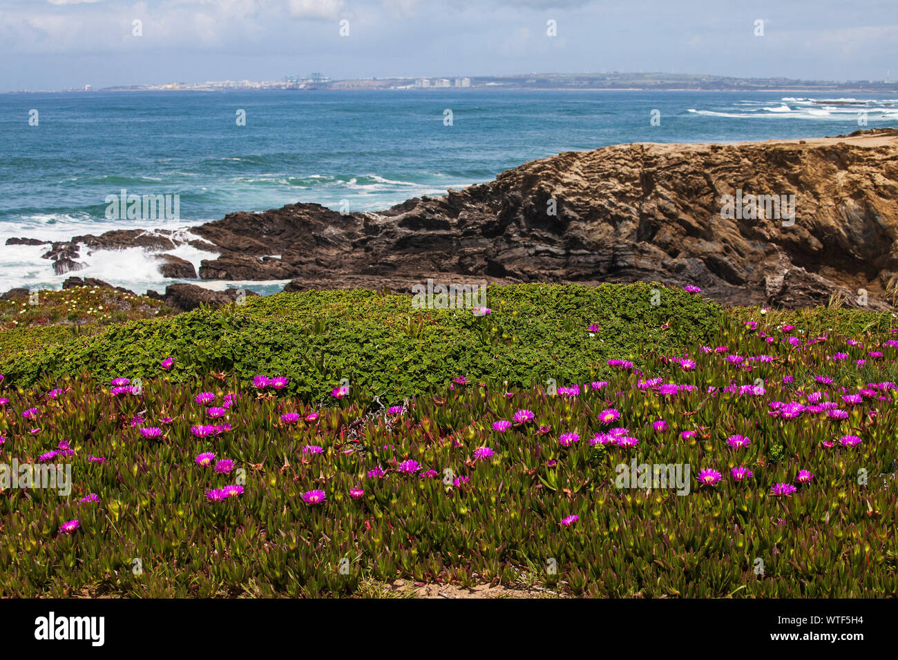 Caprobrotus edulis hi-res stock photography and images - Alamy