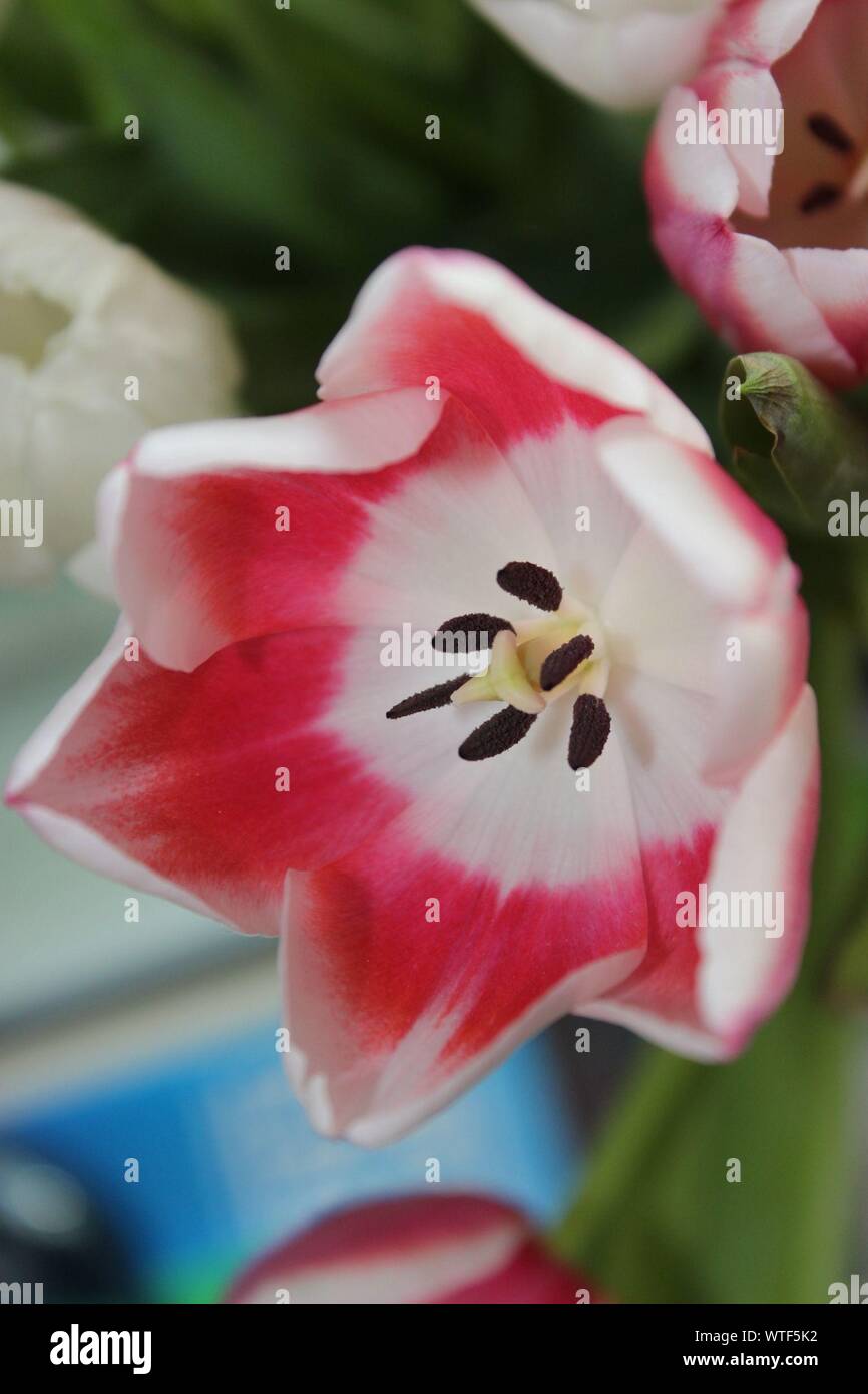 Tulip close up view hi-res stock photography and images - Alamy
