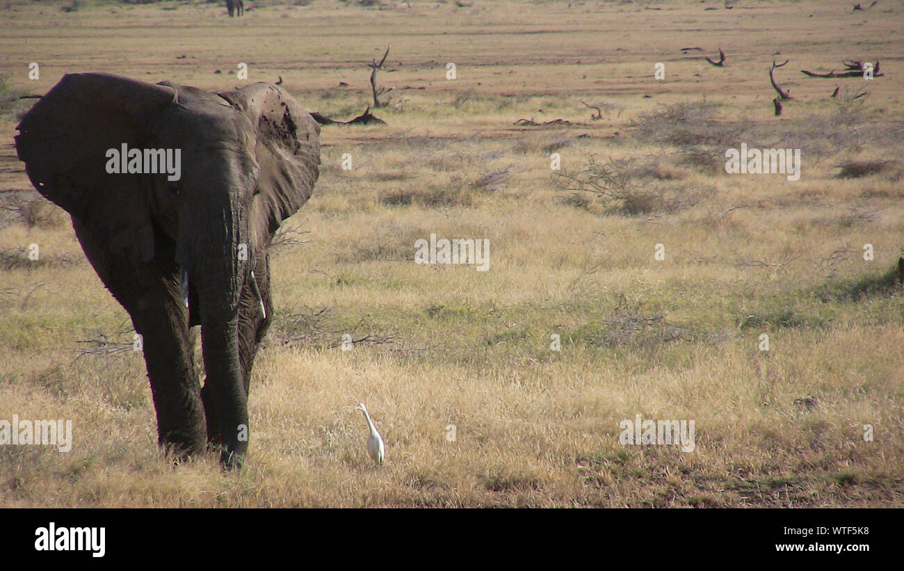 Elephant bird hi-res stock photography and images - Alamy