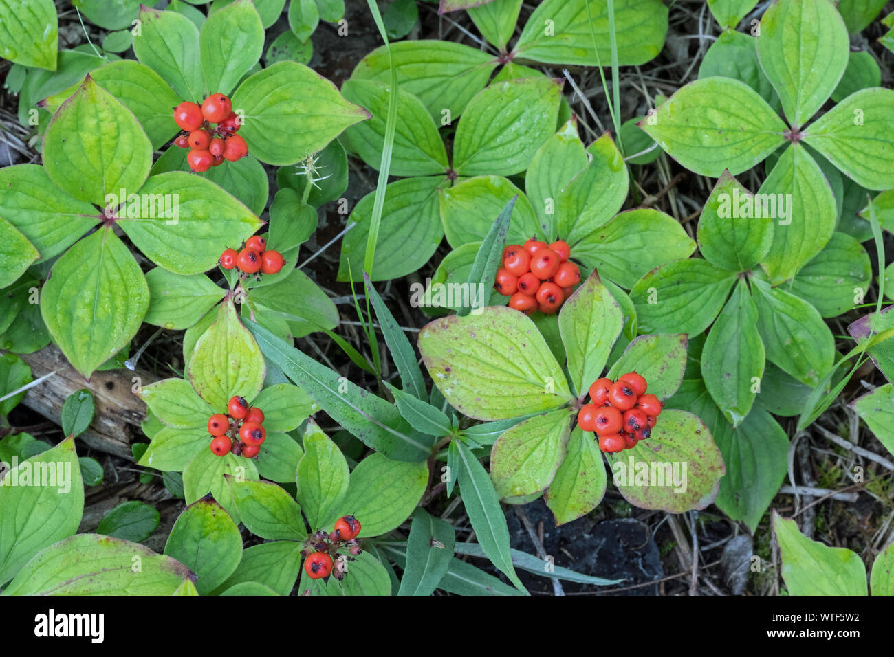 The ripe, bright red fruits of Cornus canadensis, also known as ...