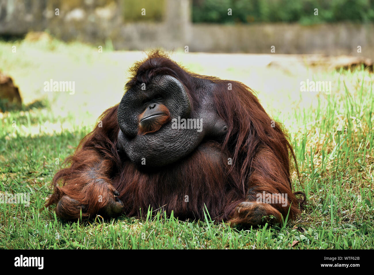 Big adult male Orangutan sitting on grass Stock Photo - Alamy