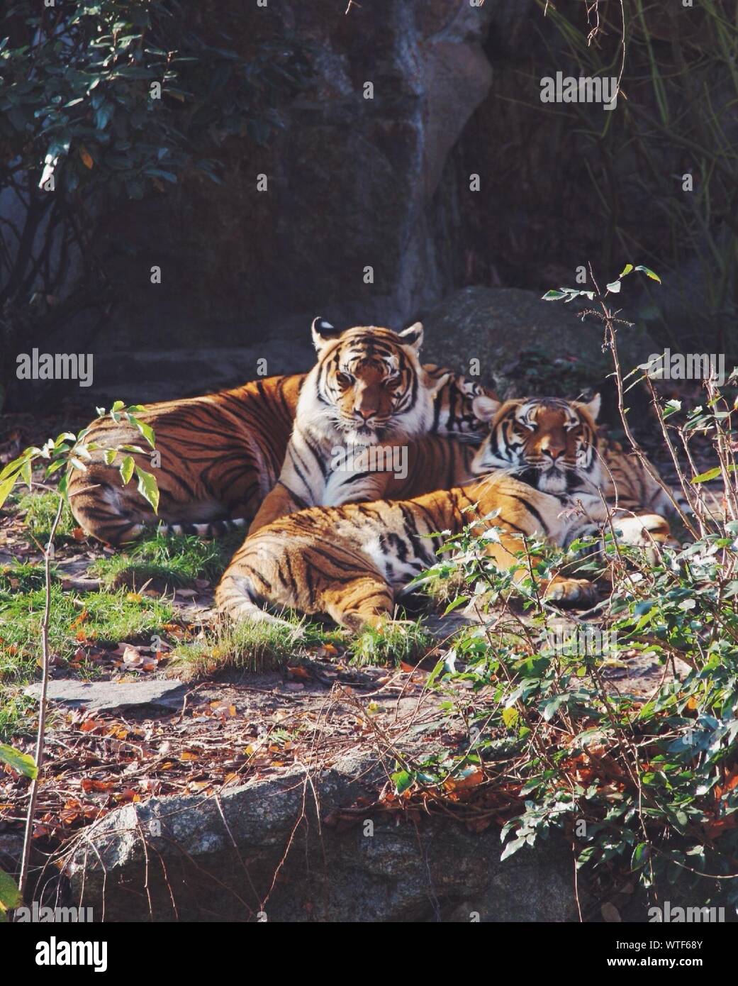 Tiger Tigers Family High Resolution Stock Photography and Images - Alamy