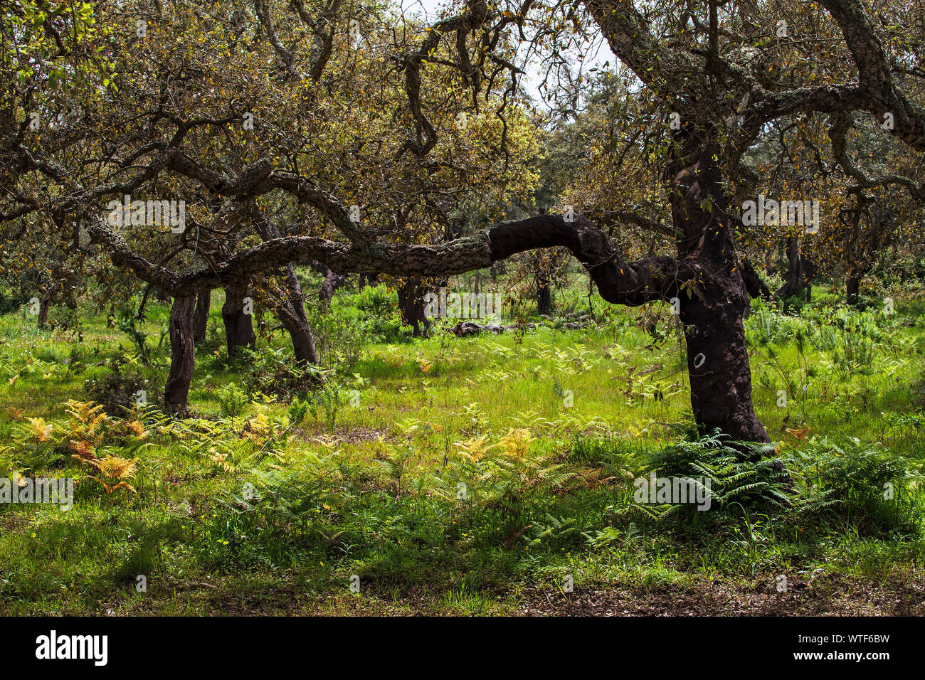 Cork oak Quercus suber woodland Tres Marias Plain Alentejo Portugal ...