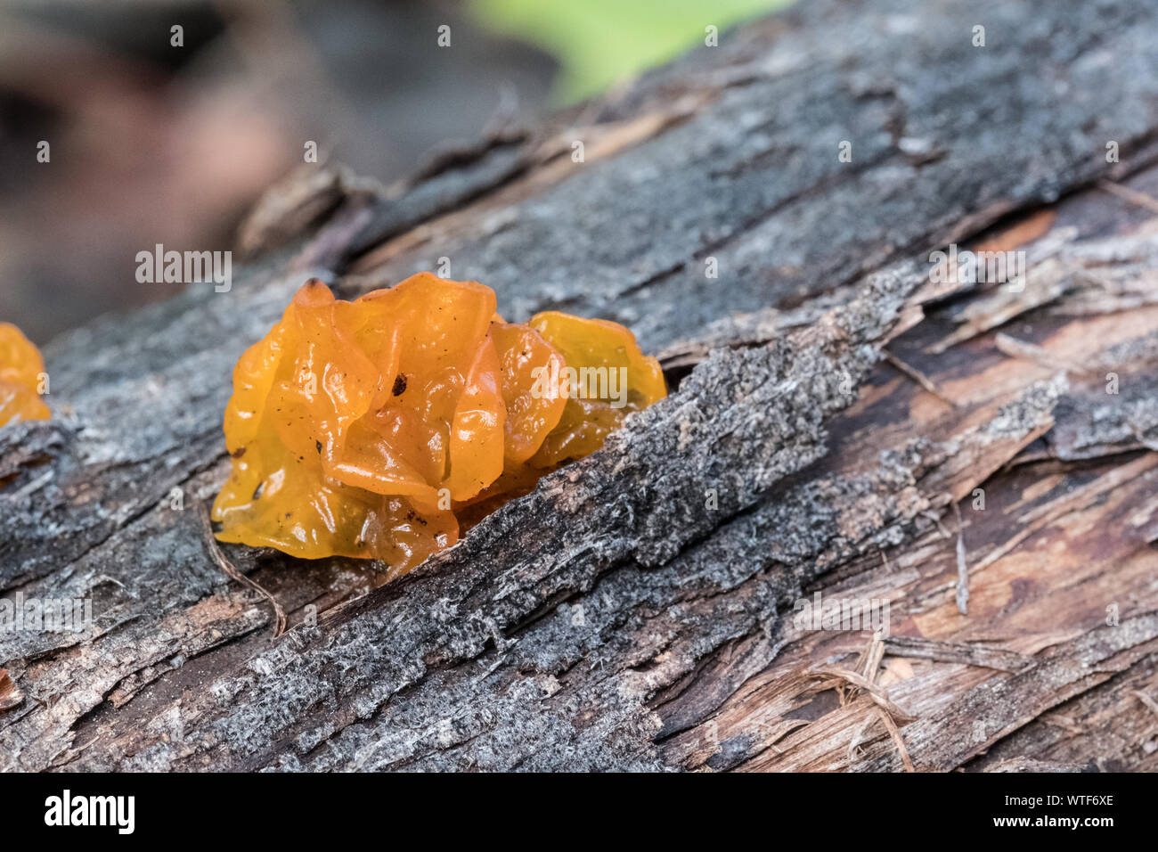 A closeup view of an edible jelly fungus known commonly as Witch's ...