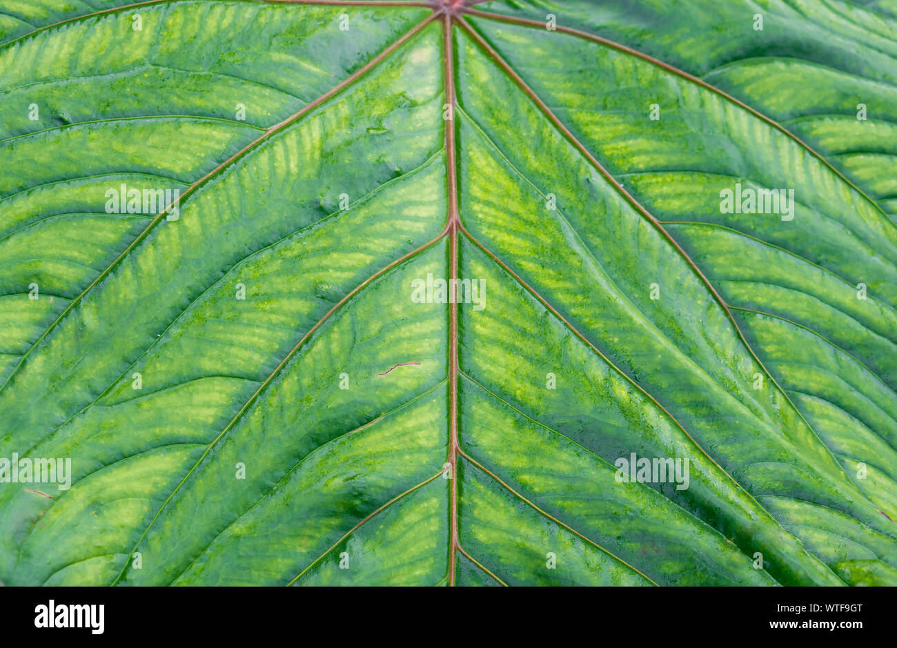 Abstract battery’s of a big leaf Stock Photo - Alamy