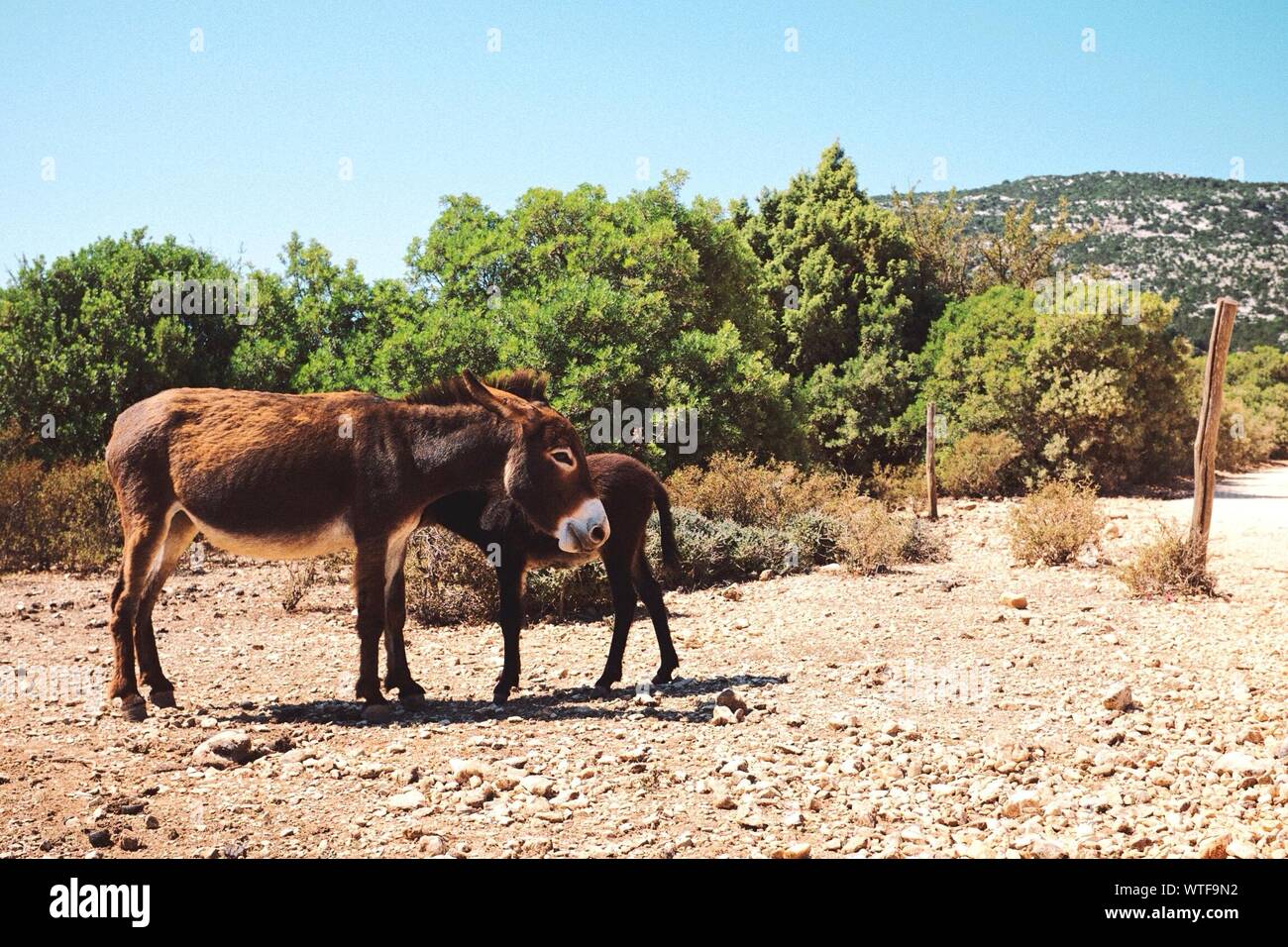 Donkeys side hi-res stock photography and images - Alamy