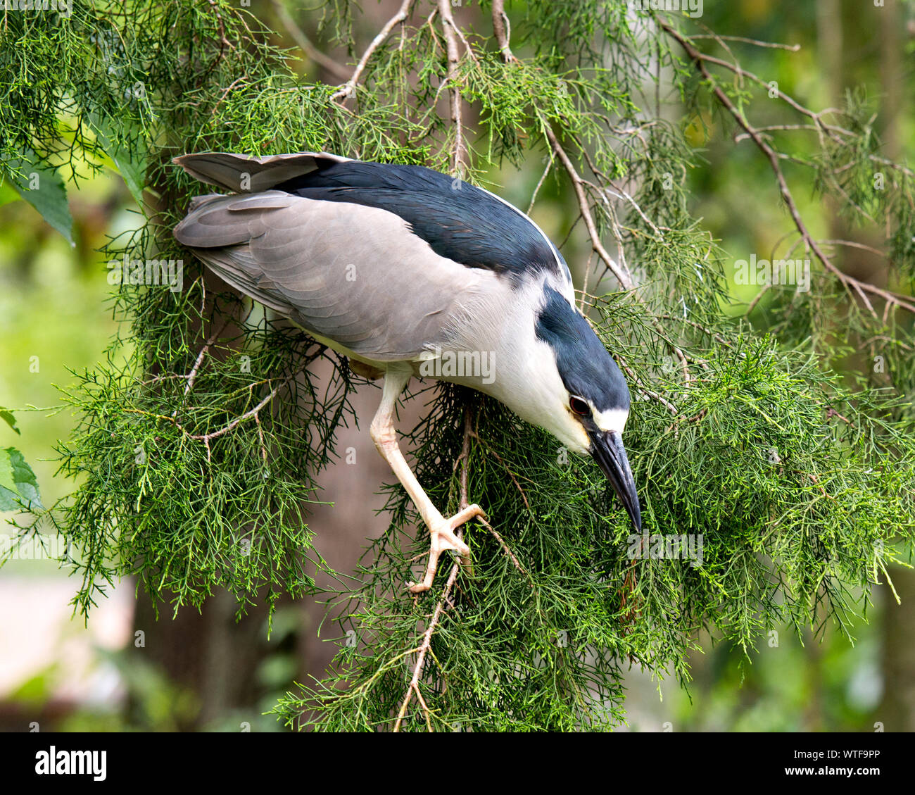Black-crowned Night Heron perch on a branch in its environment Stock ...