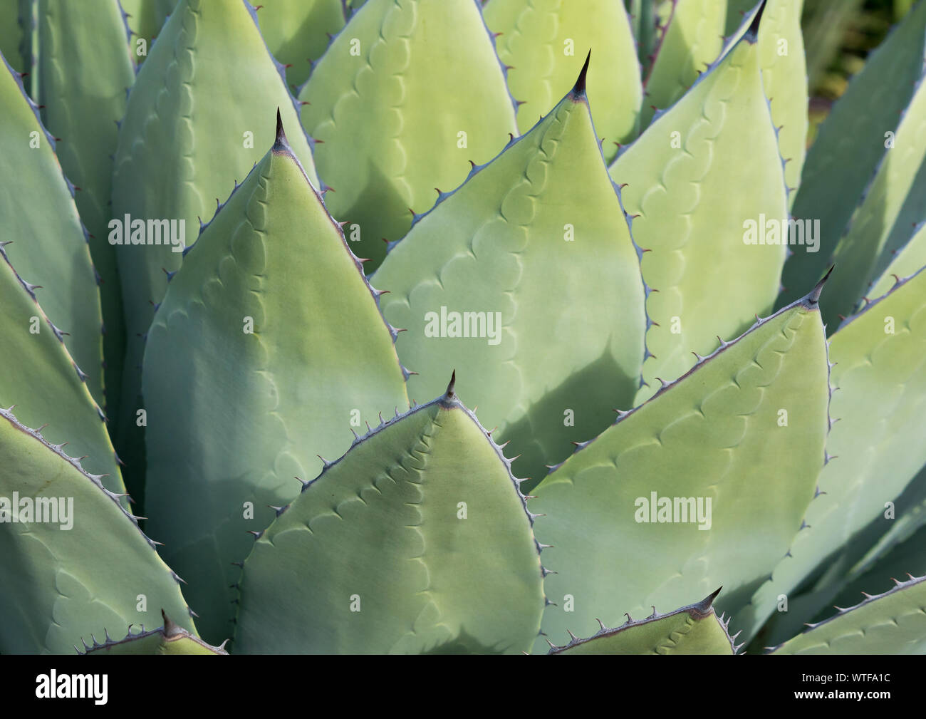 Big aloe hi-res stock photography and images - Alamy