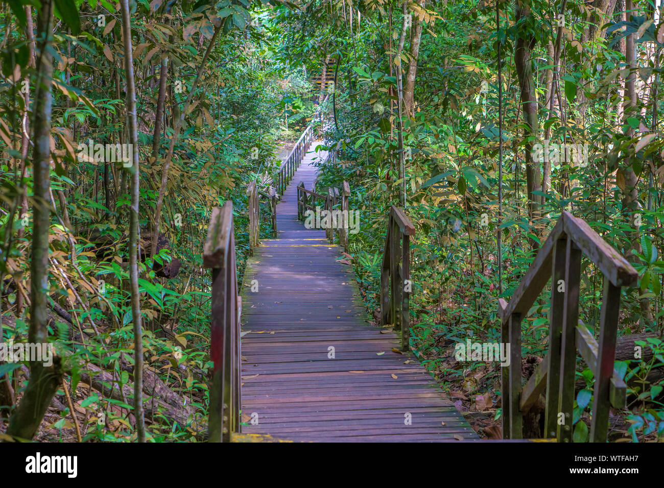 Train in the forest hi-res stock photography and images - Alamy