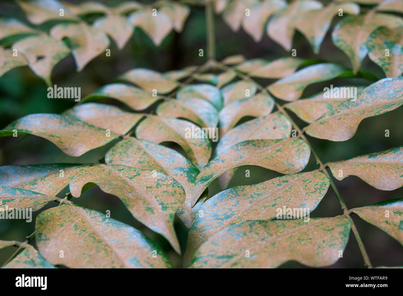 Beautiful leafs hi-res stock photography and images - Alamy