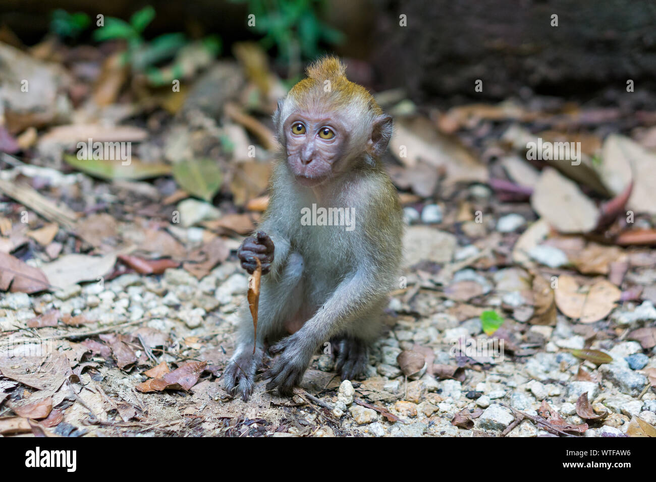 a monkey in the jungle Stock Photo - Alamy