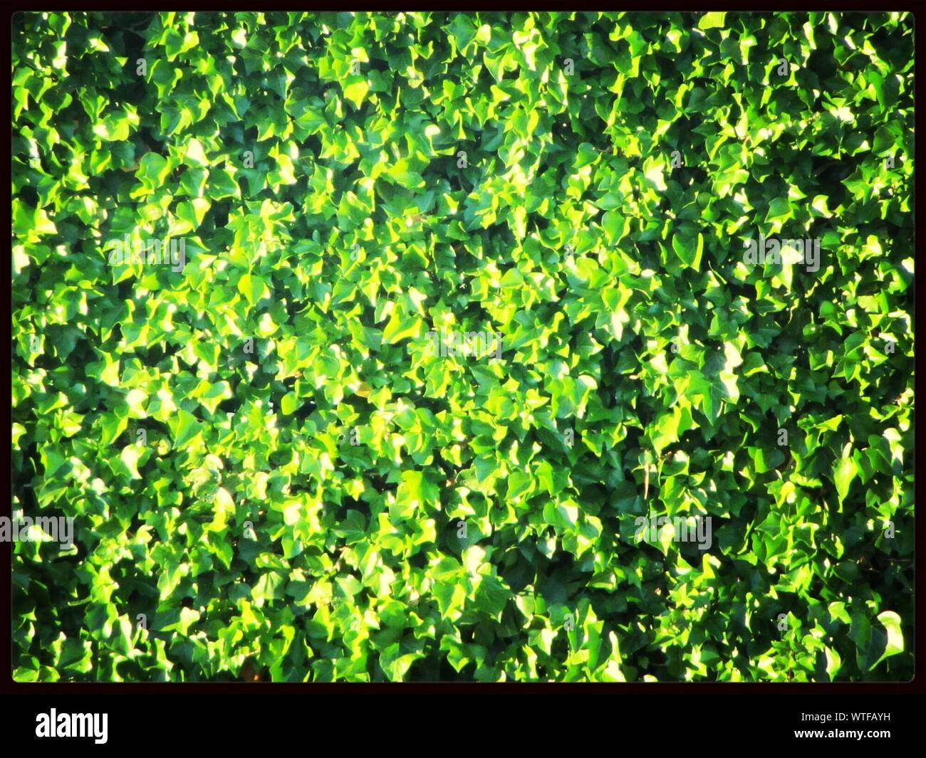 Dense abundance hi-res stock photography and images - Alamy