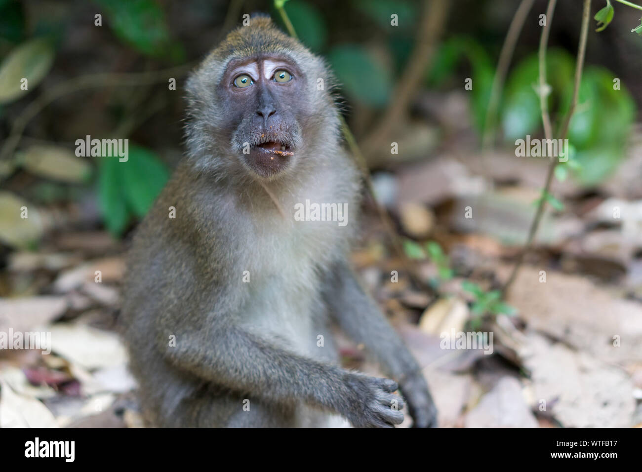 a surprised monkey in the jungle Stock Photo - Alamy