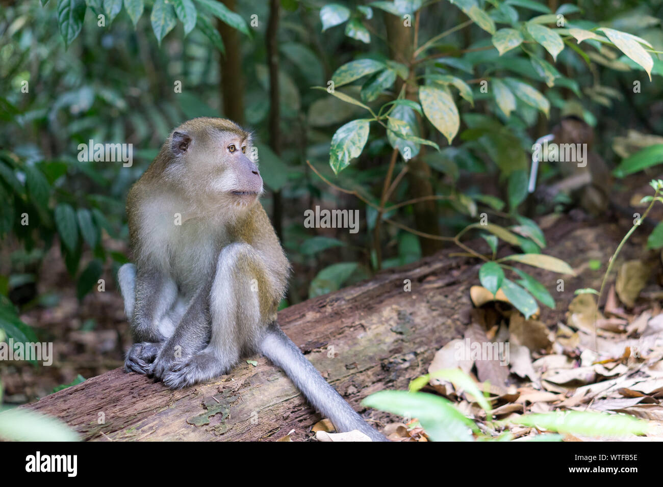 Monkey in the jungle hi-res stock photography and images - Alamy
