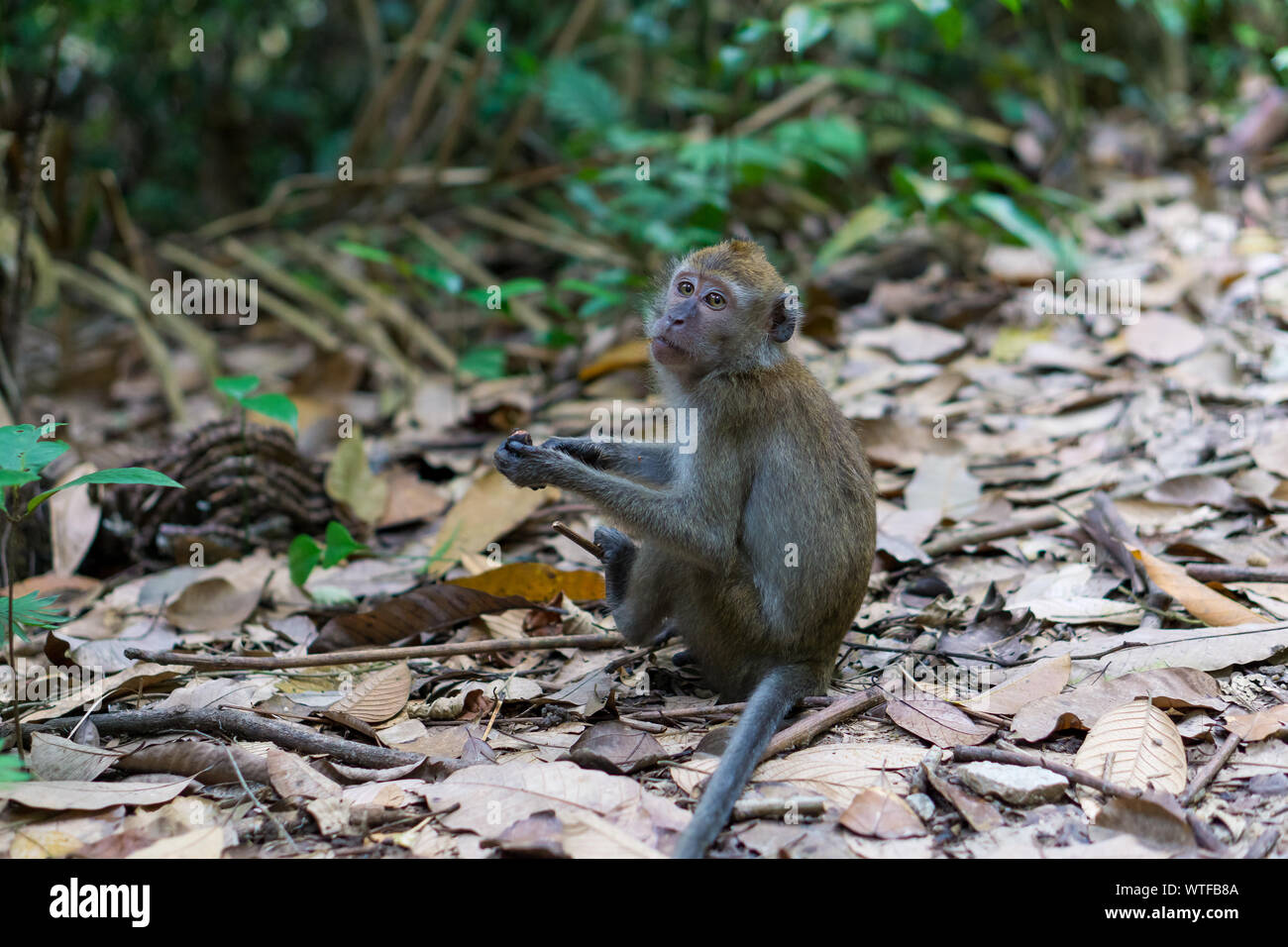 a monkey in the jungle Stock Photo - Alamy