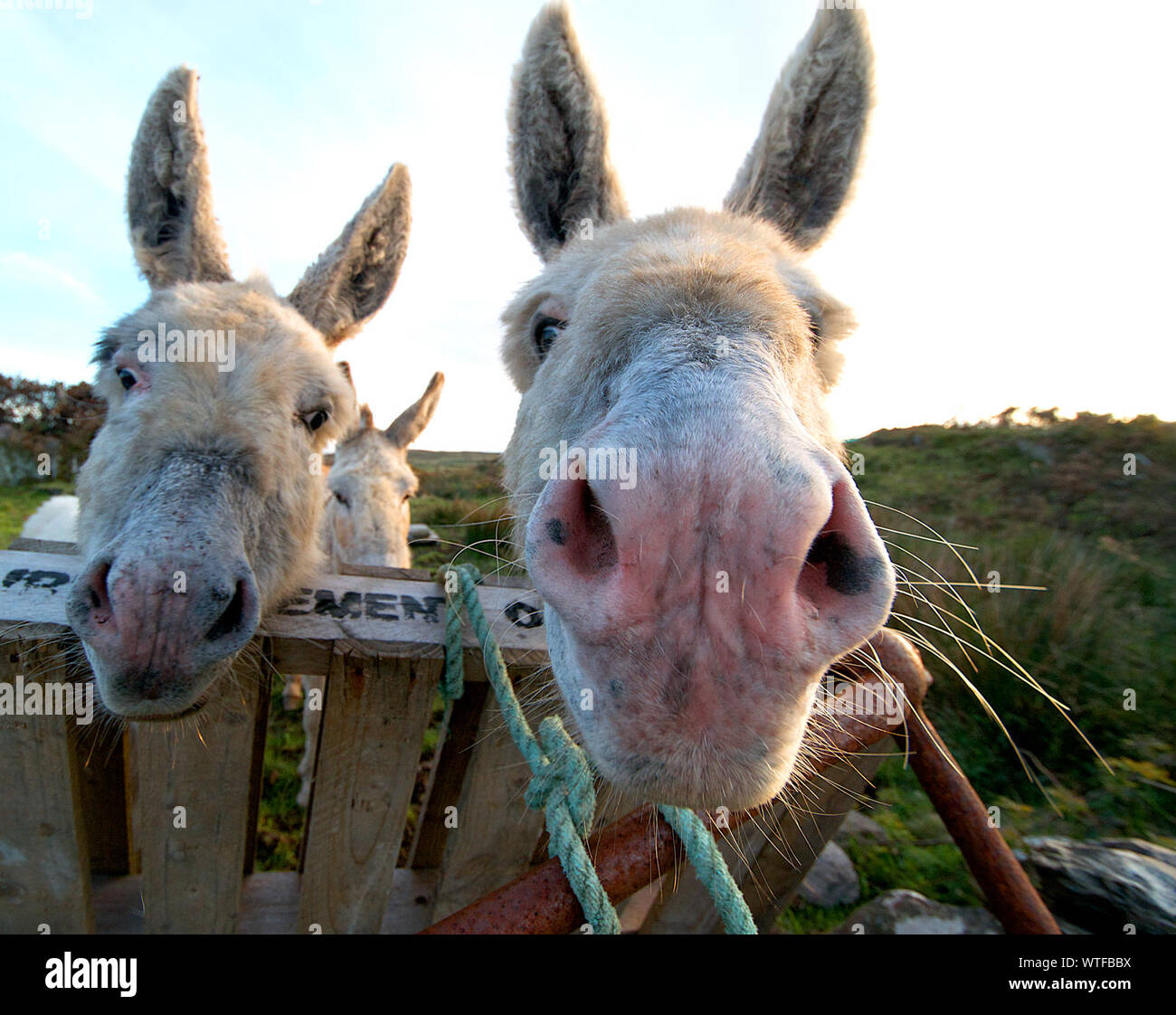 No donkey cart hi-res stock photography and images - Alamy