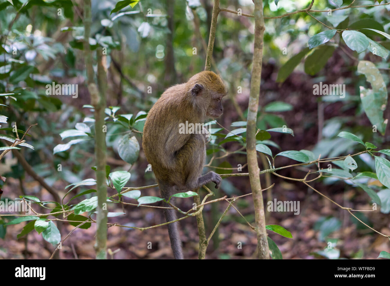 Monkey in the jungle hi-res stock photography and images - Alamy