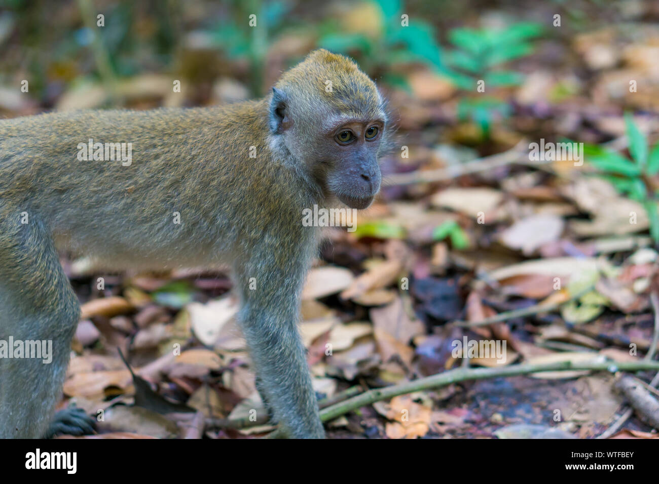 a monkey in the jungle Stock Photo - Alamy