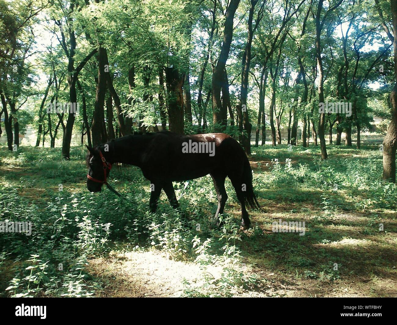 Horse Tied Tree Standing In High Resolution Stock Photography and ...