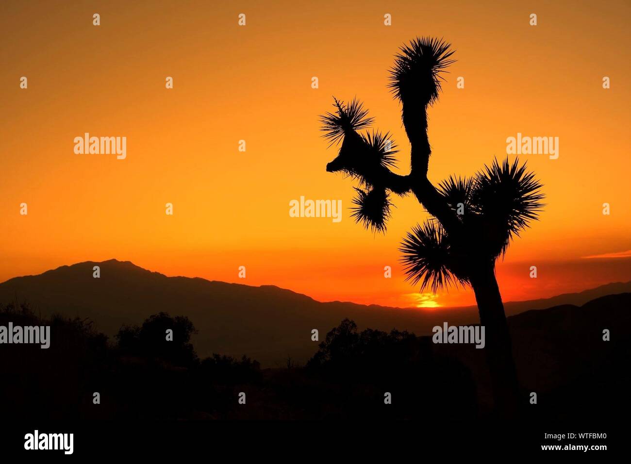 Silhouette Of Joshua Tree High Resolution Stock Photography and Images ...