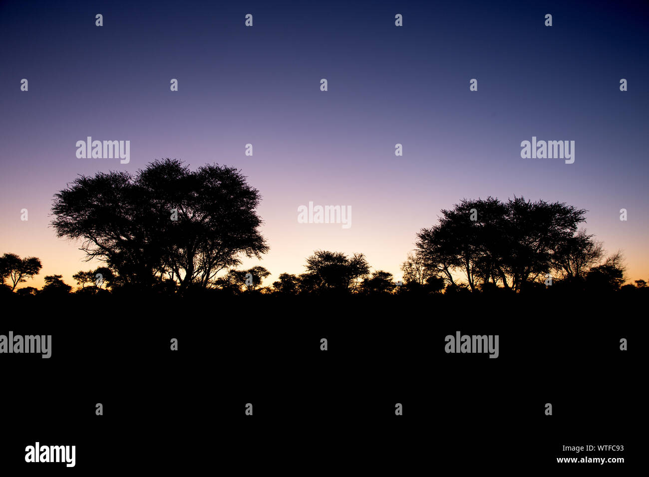 Mopane trees hi-res stock photography and images - Alamy