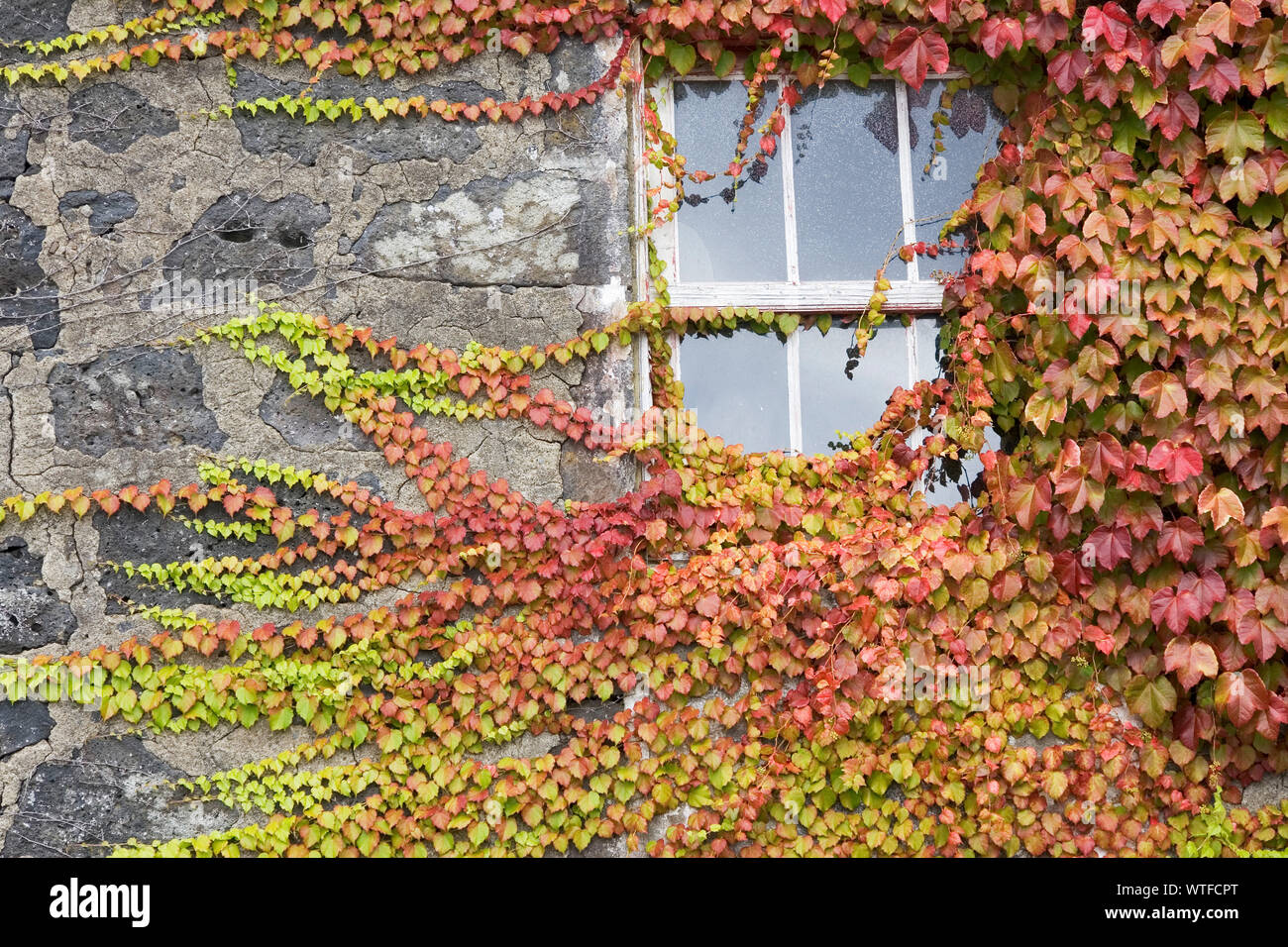 Virginia creeper growing on the wall of a house hi-res stock ...